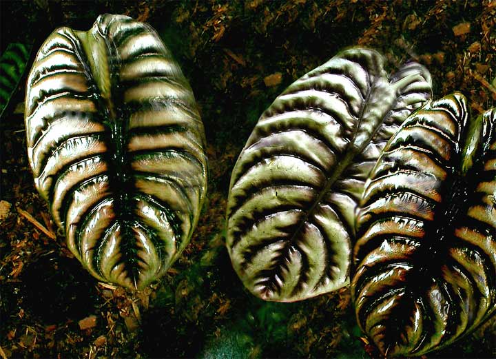 1000+ images about Colacasia&Alocasia on Pinterest | Elephant ears ...